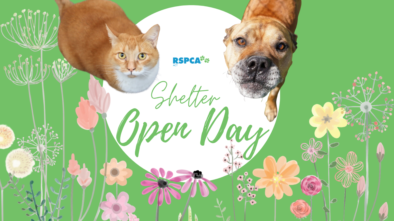 RSPCA ACT open day and opportunity to support community Pet Pantry ...