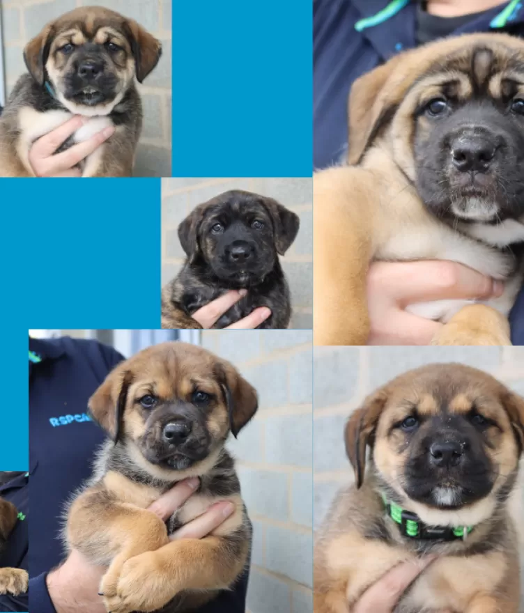 RSPCA ACT