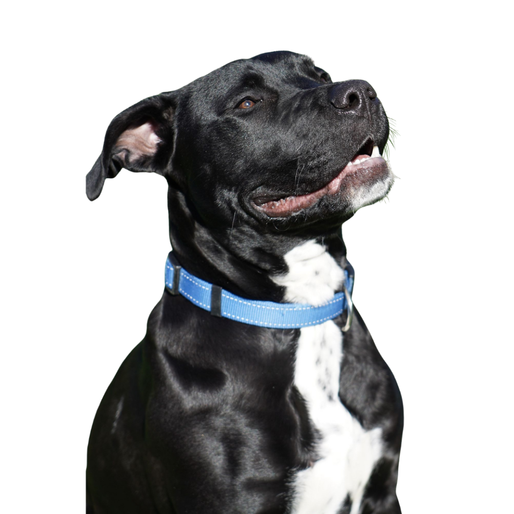 Our Purpose | RSPCA ACT