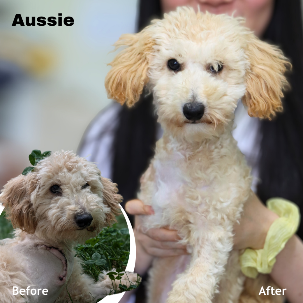 Be part of the Rescue Team. Help animals all year round. | RSPCA ACT