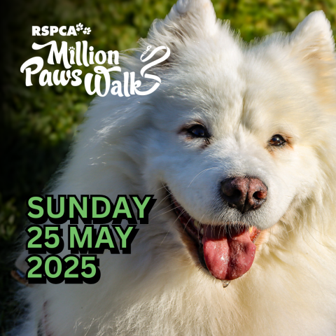 Wildlife | RSPCA ACT