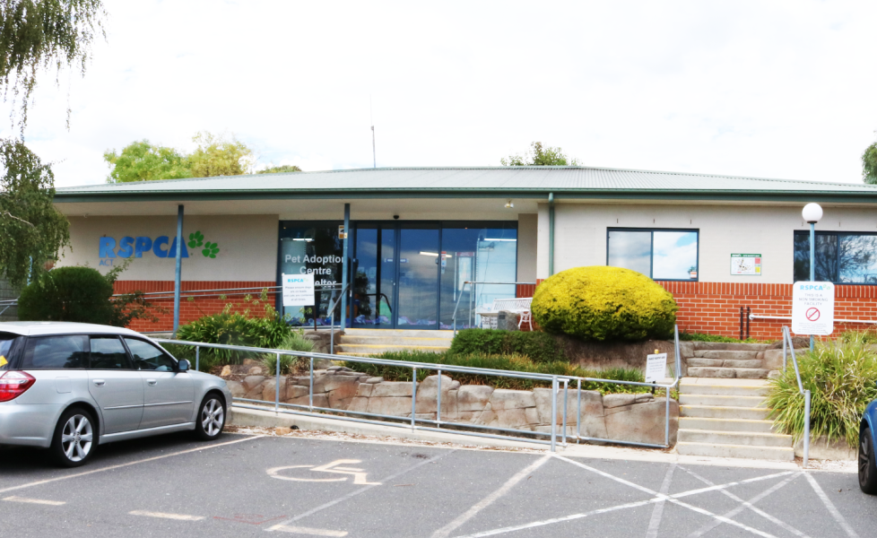 Adoptions | RSPCA ACT