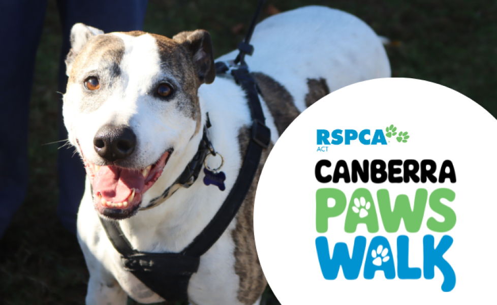 Canberra Paws Walk returns as a community event supporting animals and ...