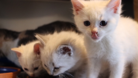 Adoptions | RSPCA ACT